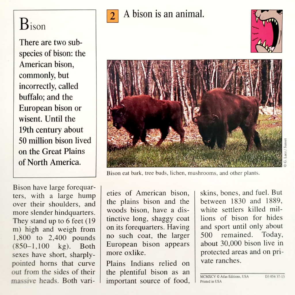 File:Bison quiz card back.png - Super Mario Wiki, the Mario encyclopedia