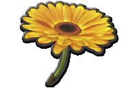 File:FlowerGliderMK8.png - Super Mario Wiki, the Mario encyclopedia