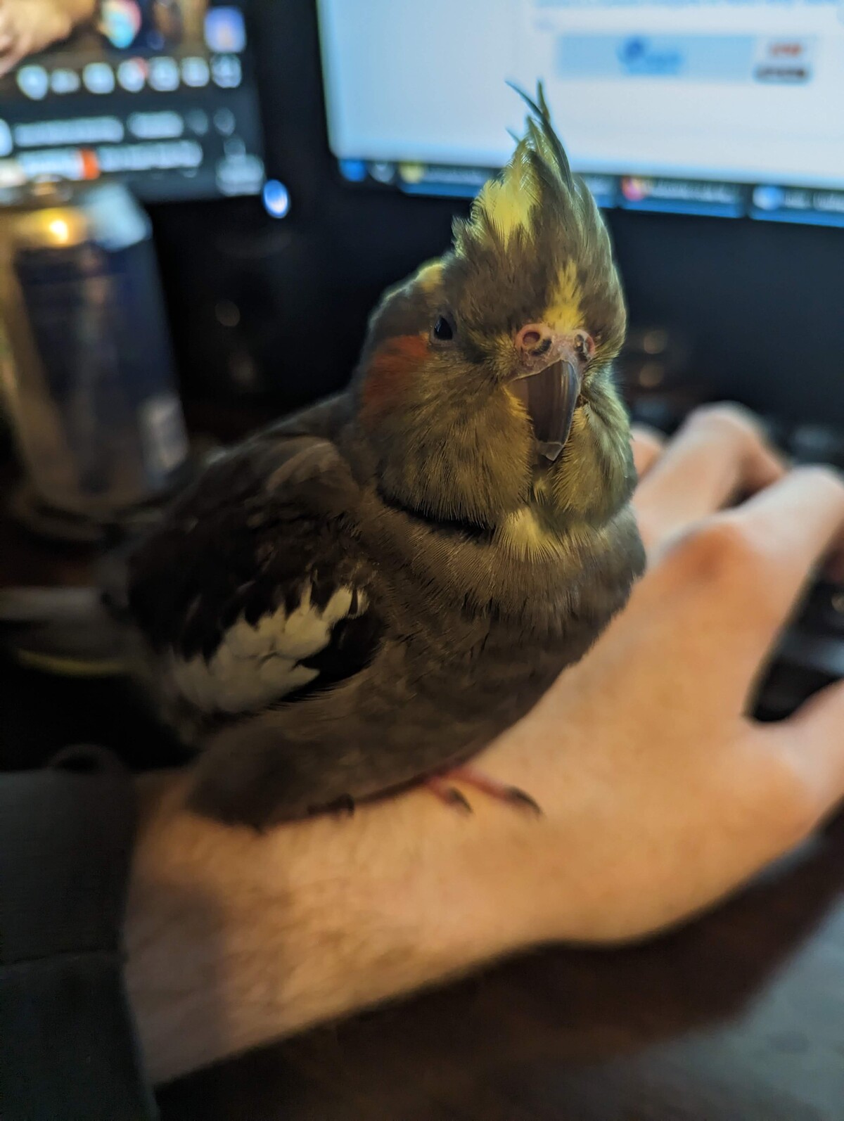 The 'Shroom:Issue 200/Message from Porple - Super Mario Wiki, the Mario ...