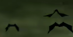 Bat (animal) - Super Mario Wiki, the Mario encyclopedia