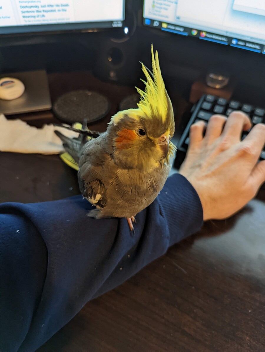 The 'Shroom:Issue 200/Message from Porple - Super Mario Wiki, the Mario ...