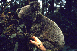 Taronga Zoo - Super Mario Wiki, the Mario encyclopedia