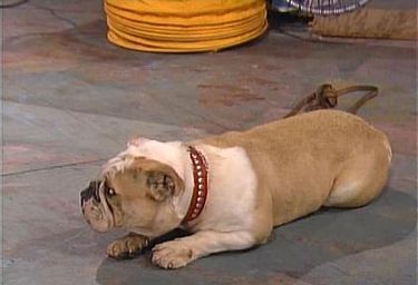 Poochie - Super Mario Wiki, the Mario encyclopedia