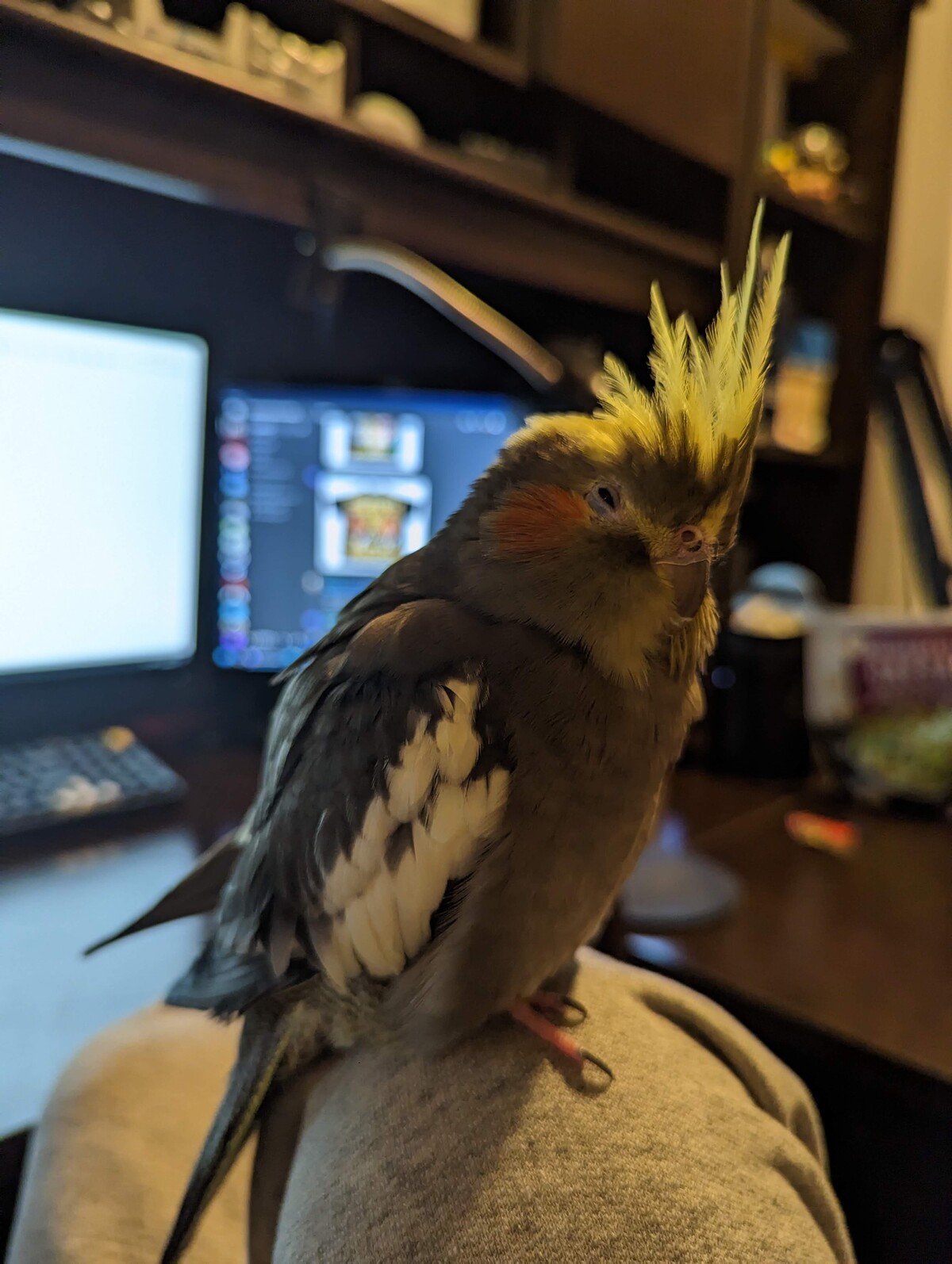 The 'Shroom:Issue 200/Message from Porple - Super Mario Wiki, the Mario ...