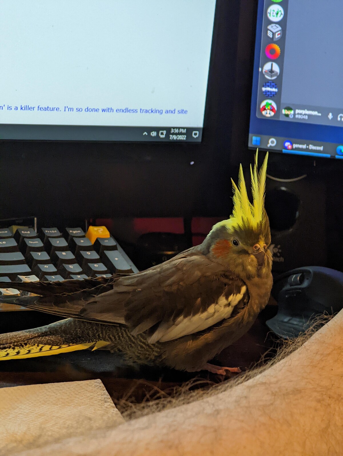 The 'Shroom:Issue 200/Message from Porple - Super Mario Wiki, the Mario ...