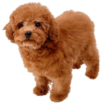 Nintendog - Super Mario Wiki, the Mario encyclopedia