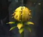 Chomp (Donkey Kong Country series) - Super Mario Wiki, the Mario ...